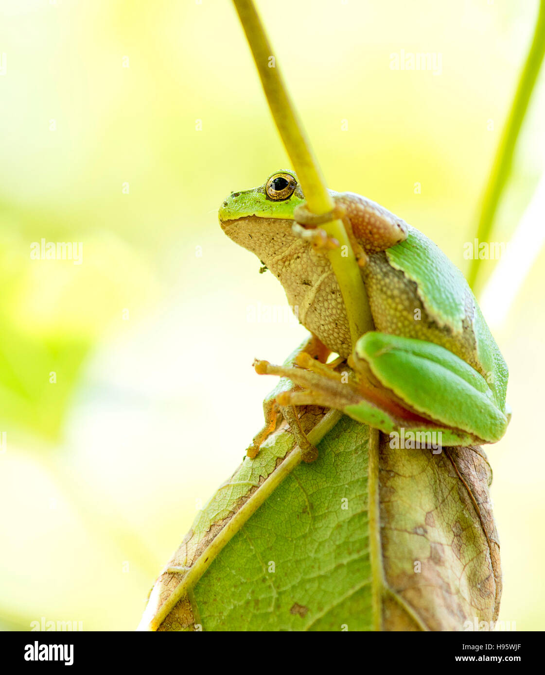 Australian Green Tree Frog sitting on a vine with green leaf background ...
