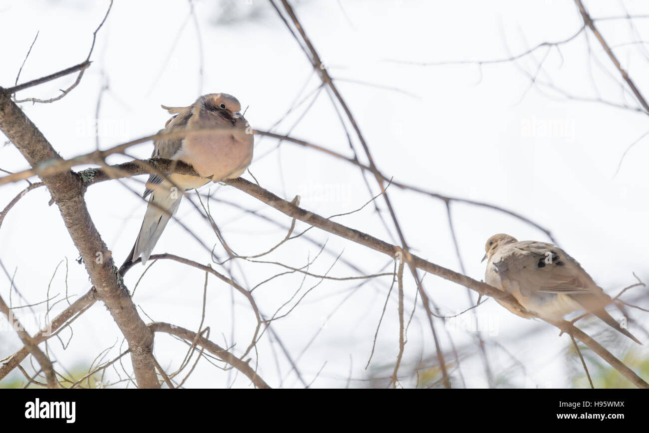 Sleepy Mourning Turtle Doves (Zenaida macroura) resting on a tree ...