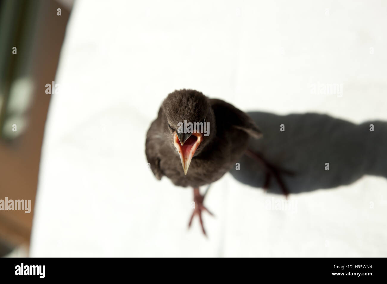 Female starling hi-res stock photography and images - Alamy