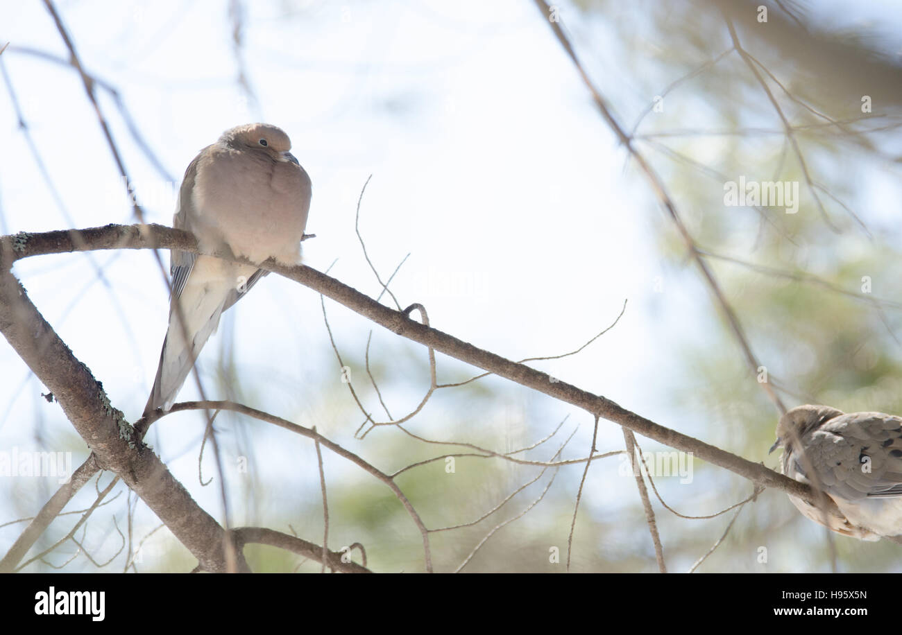 Sleepy Mourning Turtle Doves (Zenaida macroura) resting on a tree ...