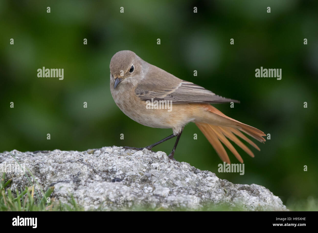 Juvenile common redstart hi-res stock photography and images - Alamy