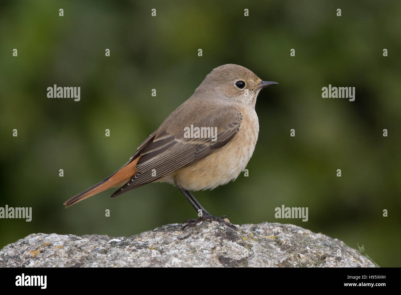 Redstart, a common British and European bird Stock Photo - Alamy