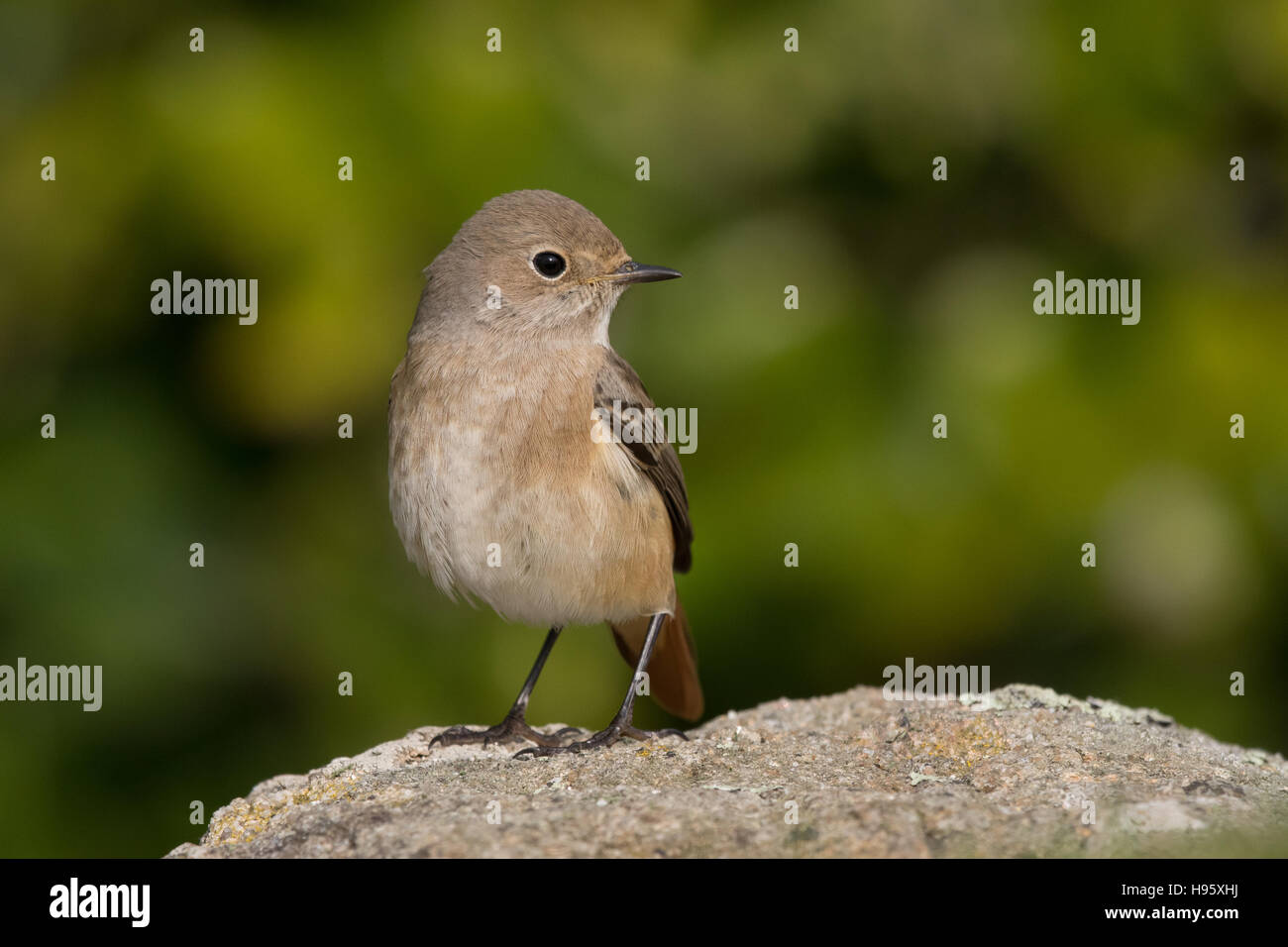 Redstart, a common British and European bird Stock Photo - Alamy