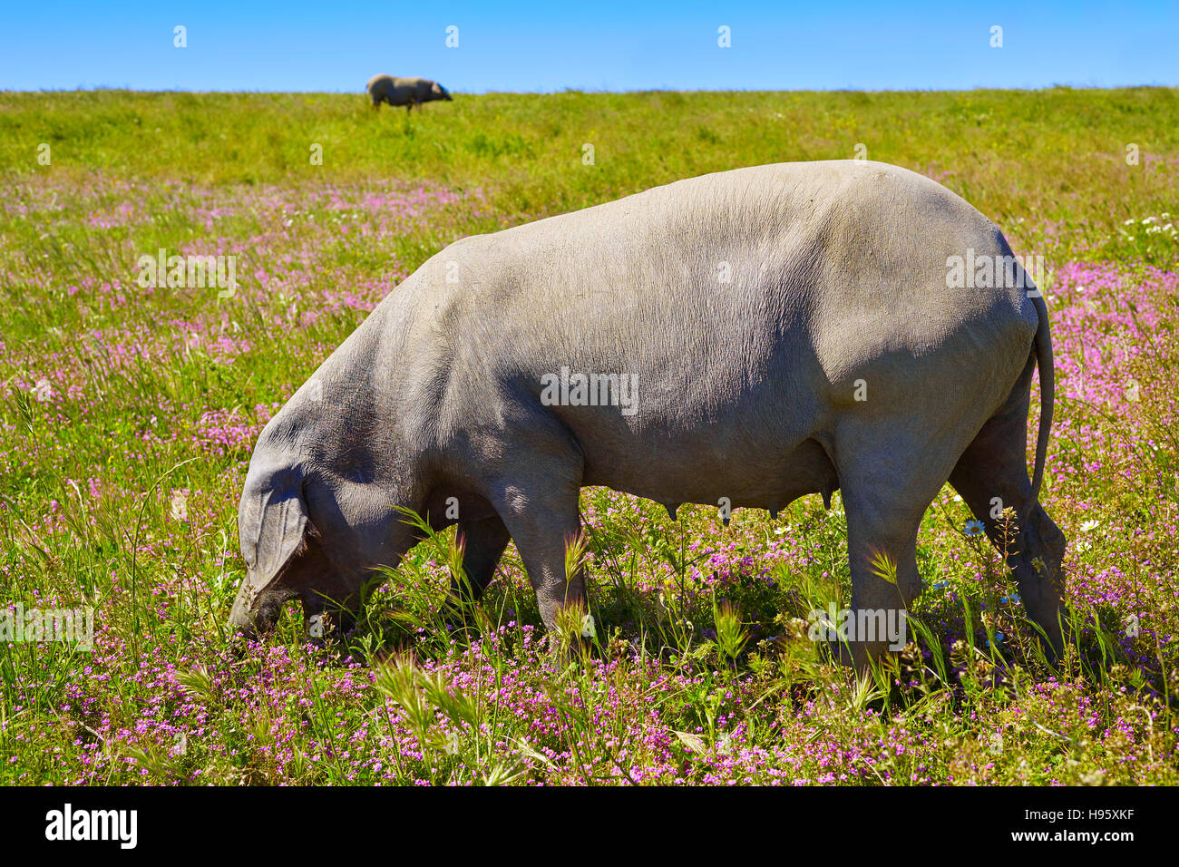 Iberic wildlife hi-res stock photography and images - Alamy