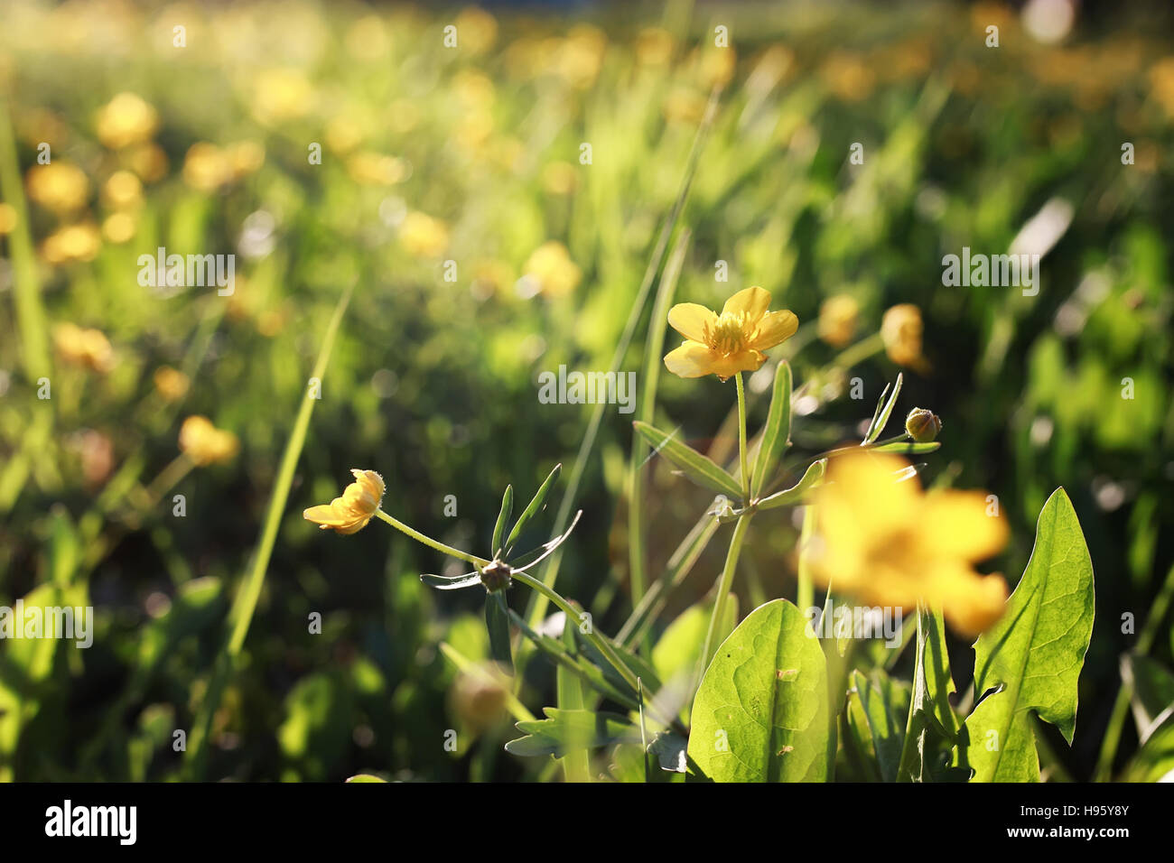 wild spring flower in a field Stock Photo - Alamy