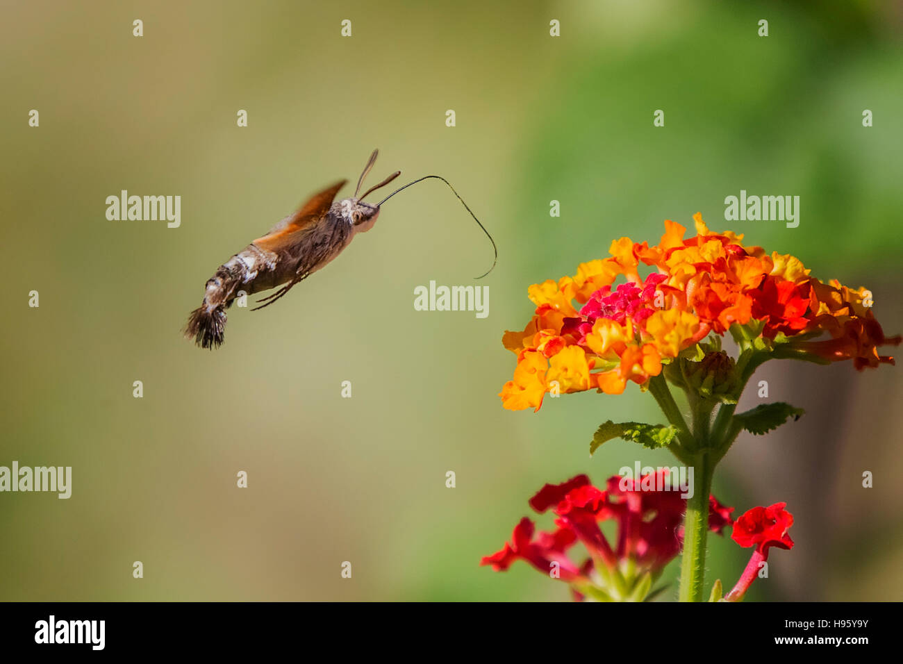 Roisterer hi-res stock photography and images - Alamy