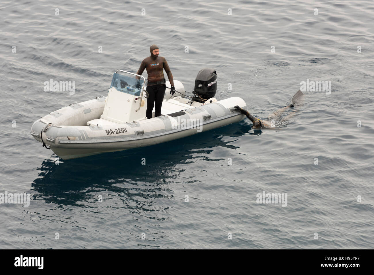 Divers wearing wetsuits in a small rib boat fish for seafood on the ...