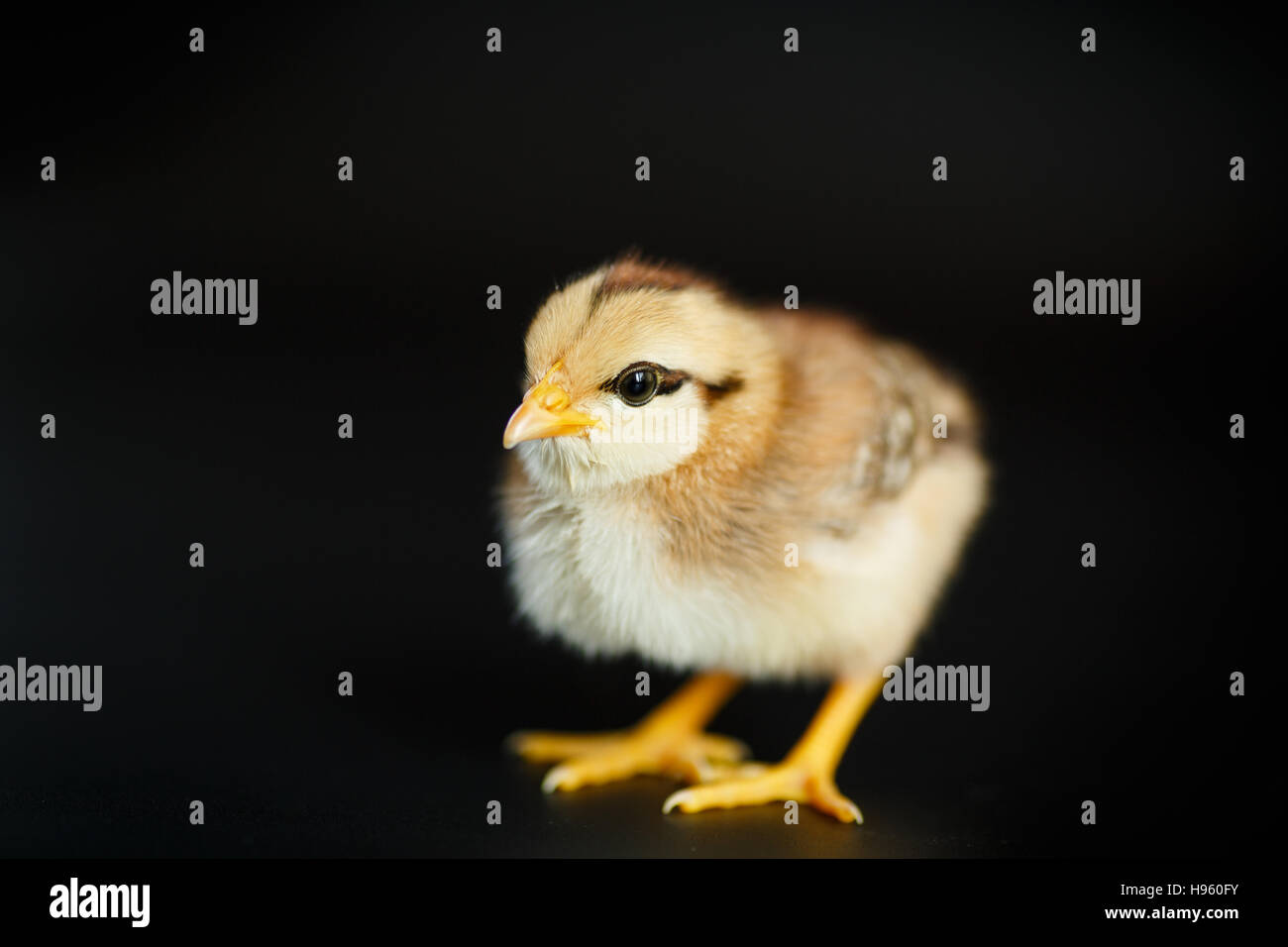 beautiful little yellow chick Stock Photo - Alamy