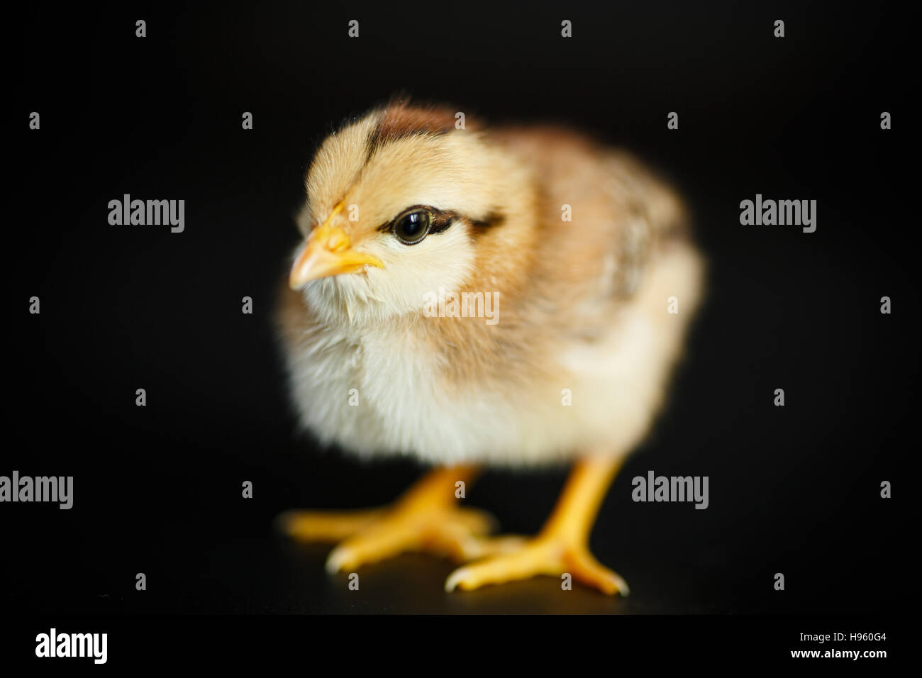 beautiful little yellow chick Stock Photo - Alamy