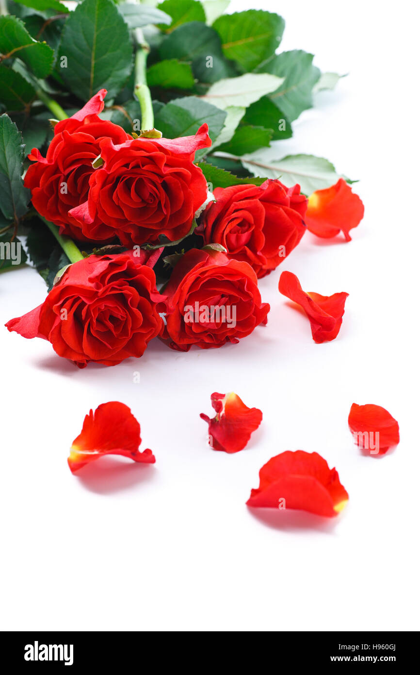 beautiful red rose Stock Photo - Alamy