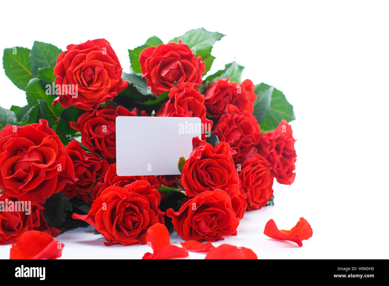 beautiful red rose Stock Photo - Alamy