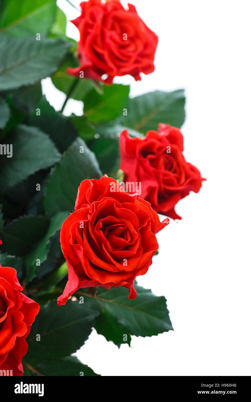 beautiful red rose Stock Photo - Alamy