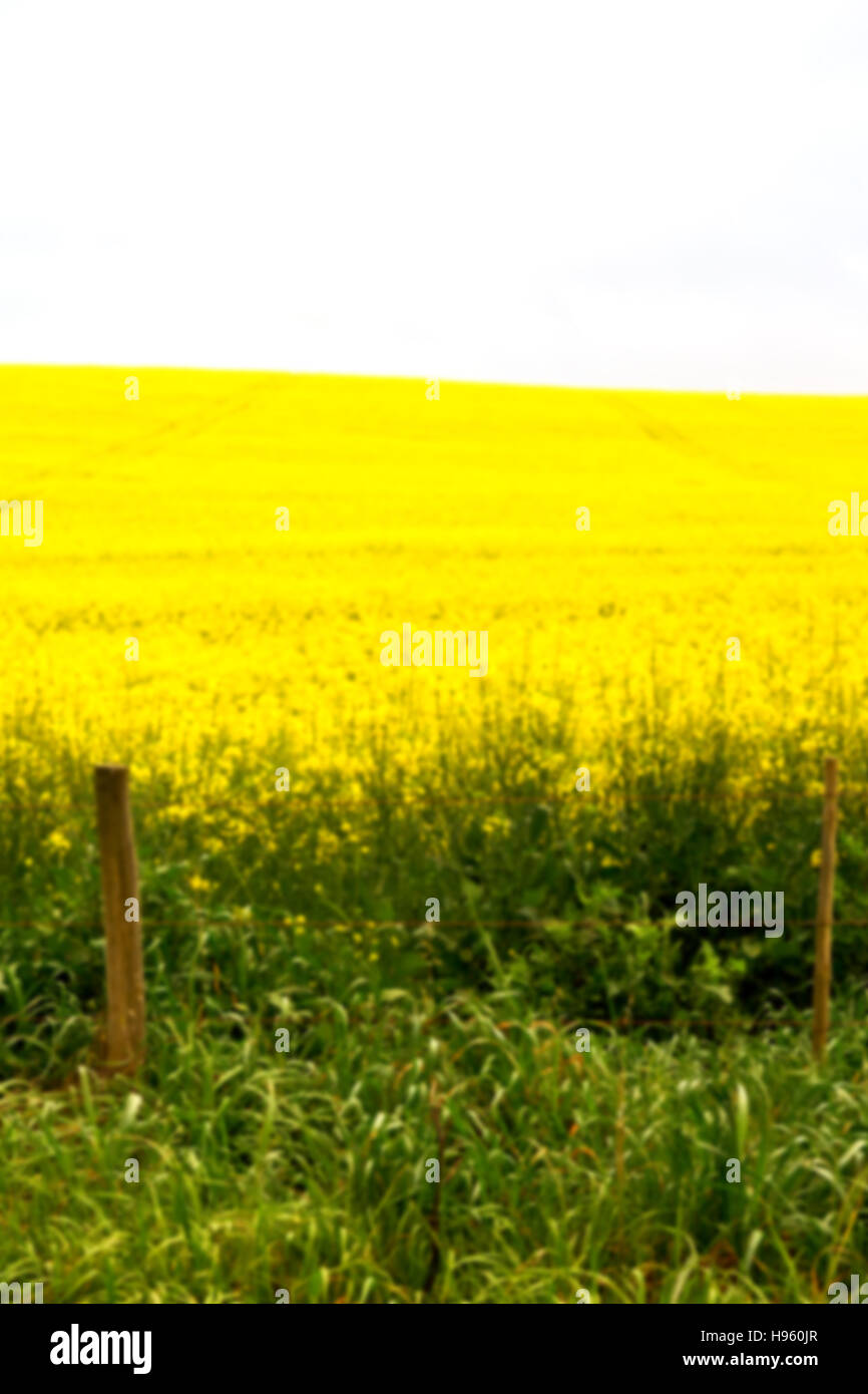 blur in south africa close up of the colza yellow field like texture ...