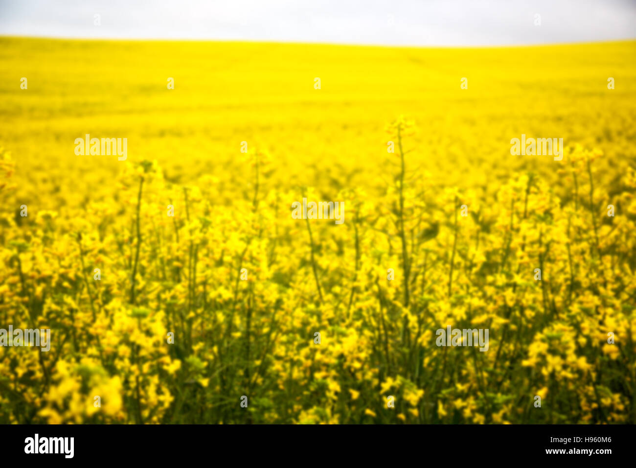 blur in south africa close up of the colza yellow field like texture ...