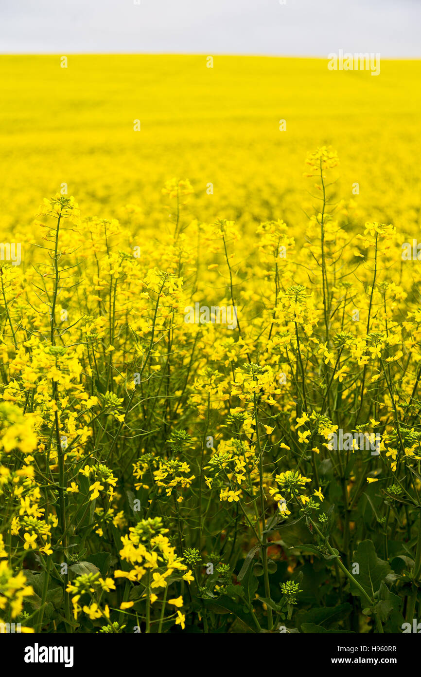 blur in south africa close up of the colza yellow field like texture ...