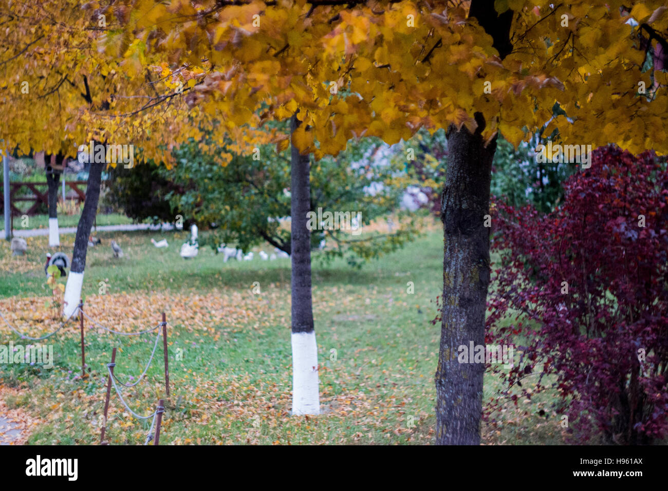 Autumn trees composition Stock Photo - Alamy