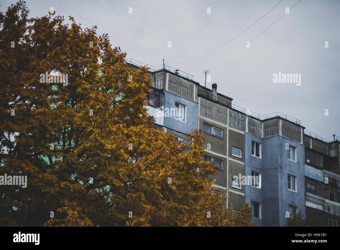 Autumn trees composition Stock Photo - Alamy