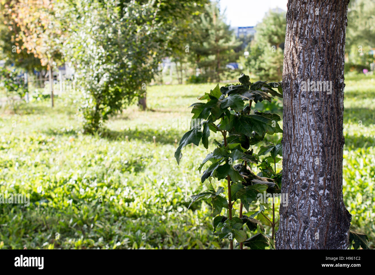 Nature view. Lawn and trees Stock Photo - Alamy