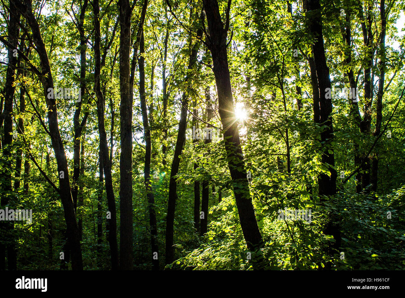 woods forest. trees background. green nature landscape. wilderness ...