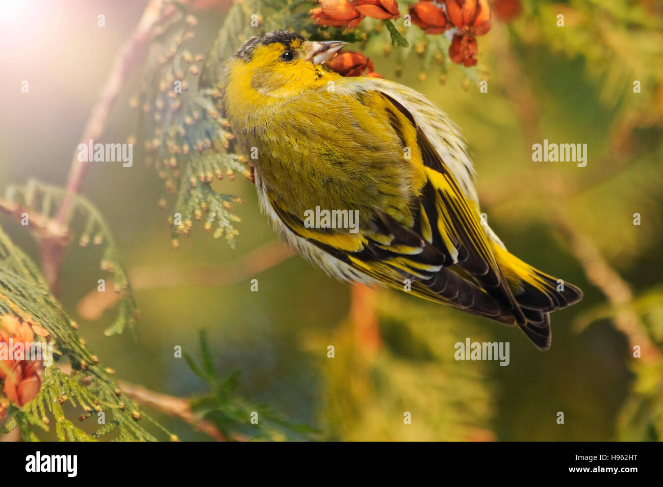 beautiful forest bird sits on a fir with sunny hotspot,forest birds ...