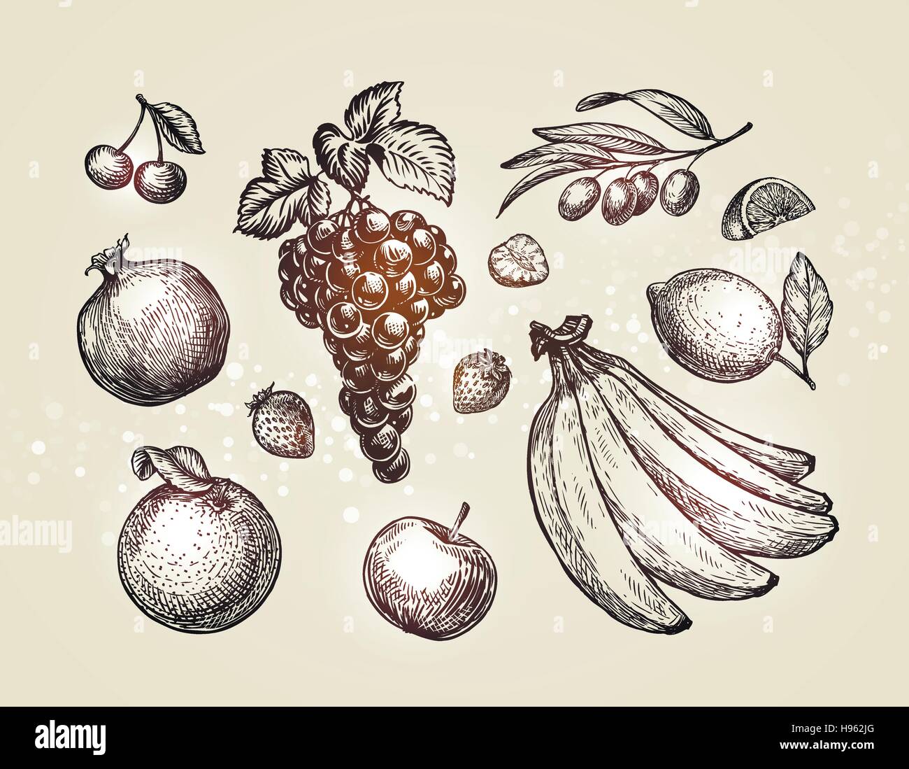 Hand drawn fruits. Sketch vector illustration Stock Vector Image & Art ...