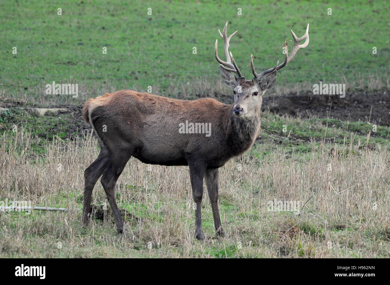 European red deer in the forest, nature, forest, animal, mammal Stock ...