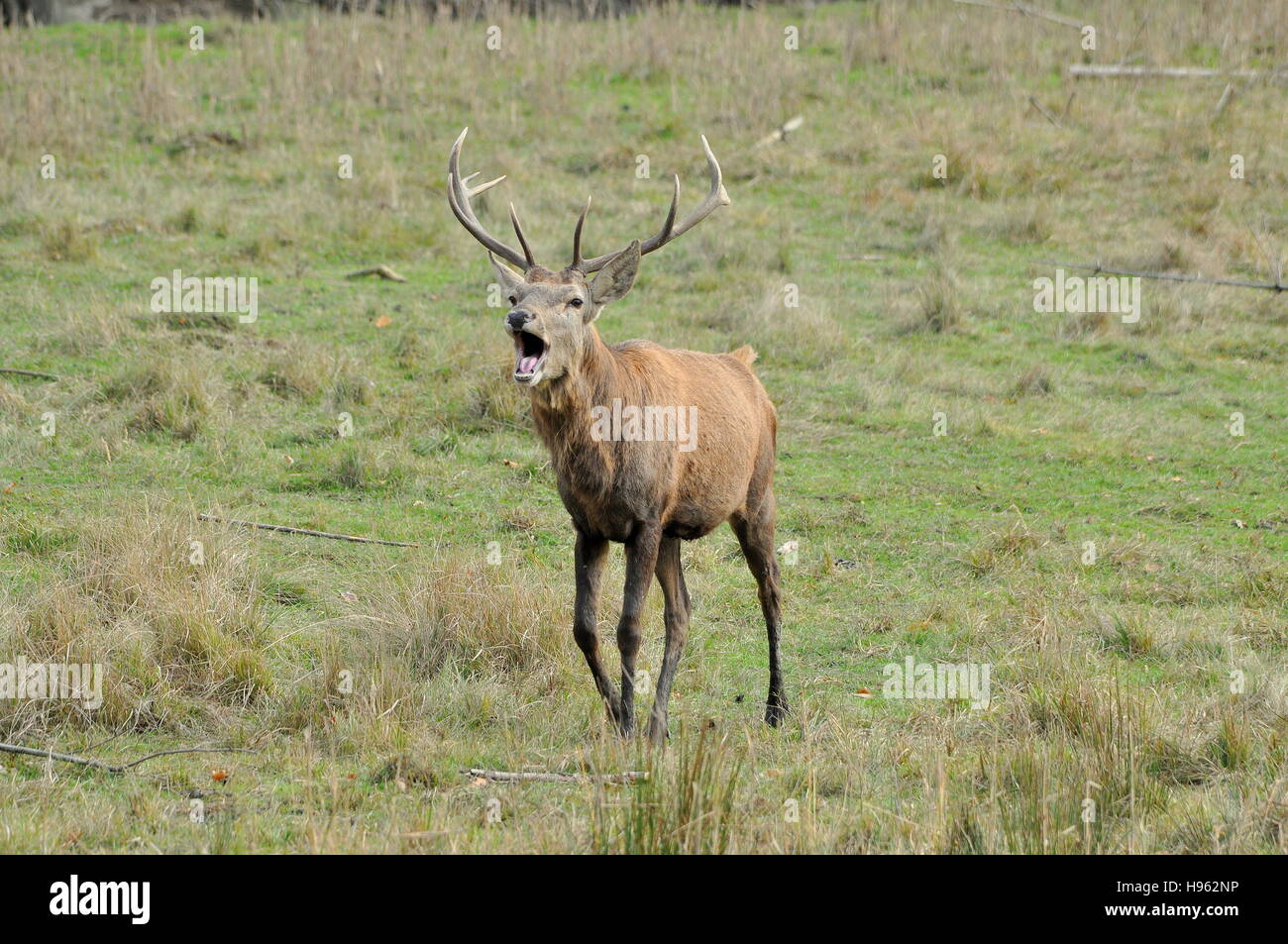 European red deer in the forest, nature, forest, animal, mammal Stock ...