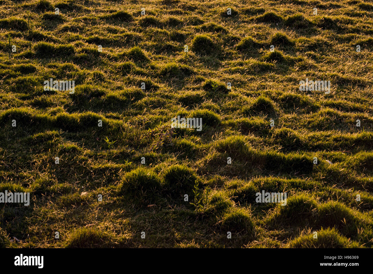 Grass texture shoot in meadow Stock Photo - Alamy
