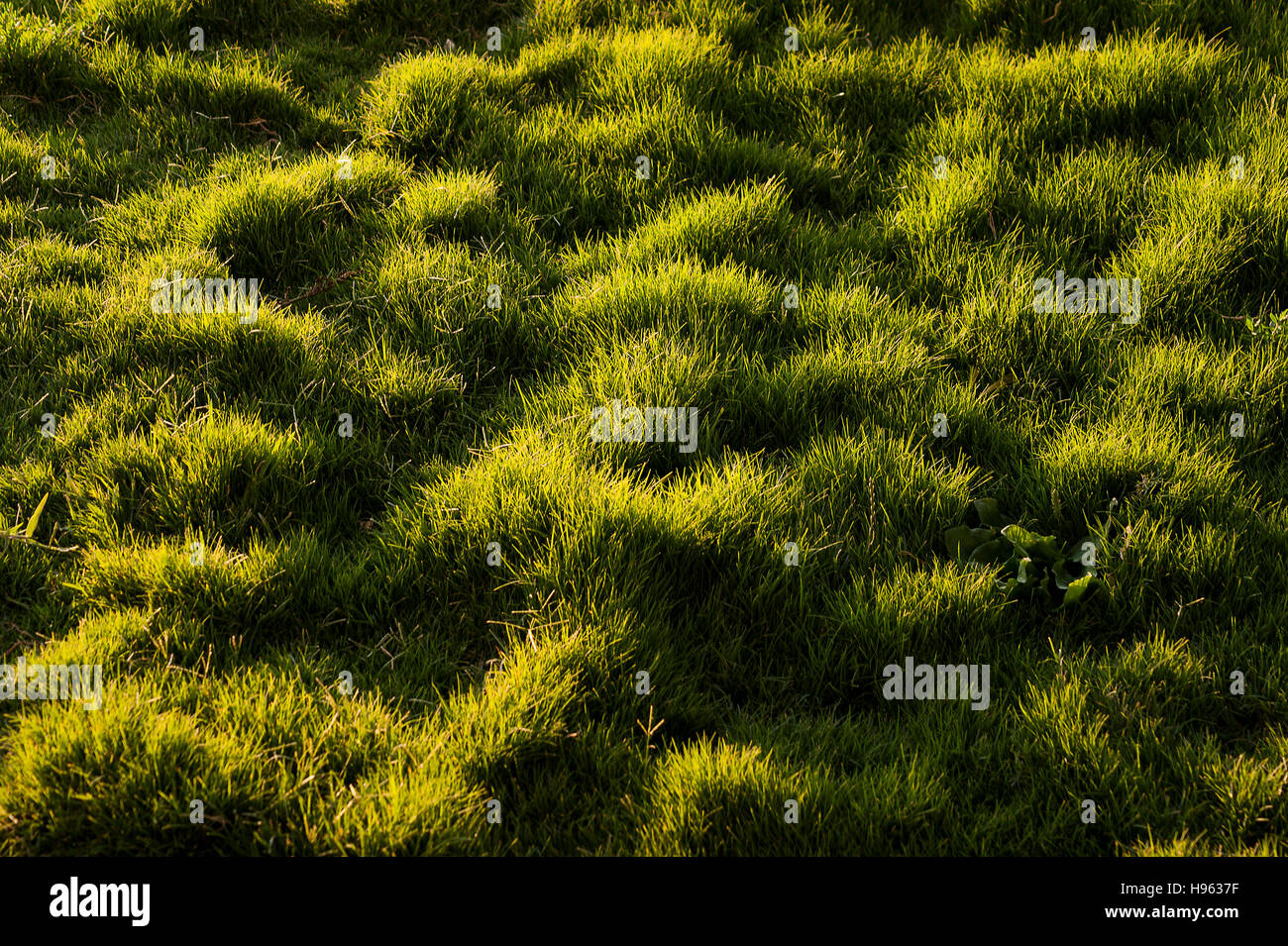 Grass texture shoot in meadow Stock Photo - Alamy