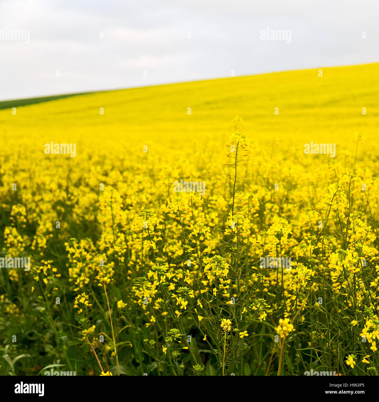 blur in south africa close up of the colza yellow field like texture ...