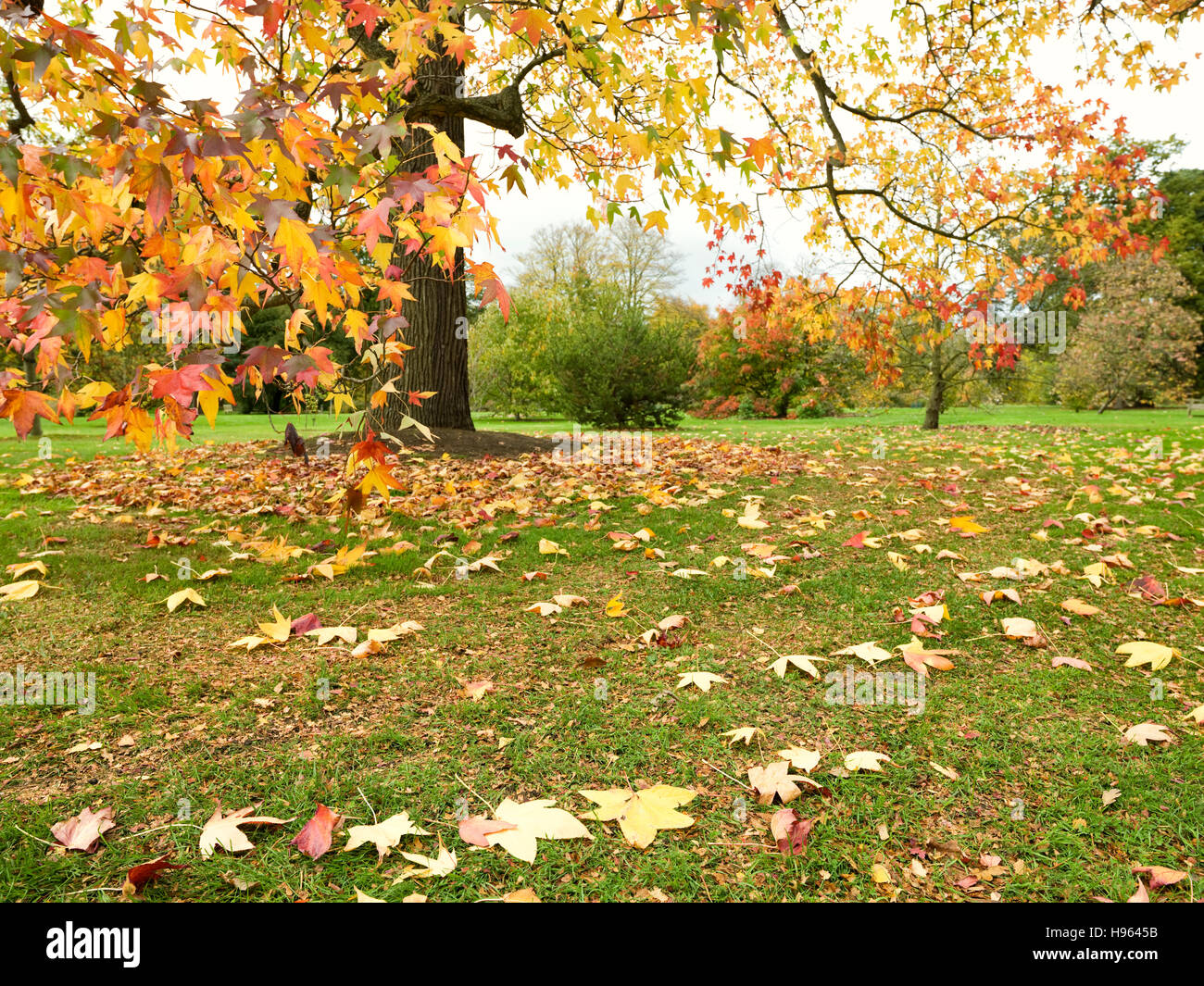 Autumn leaves, Oak tree Stock Photo - Alamy