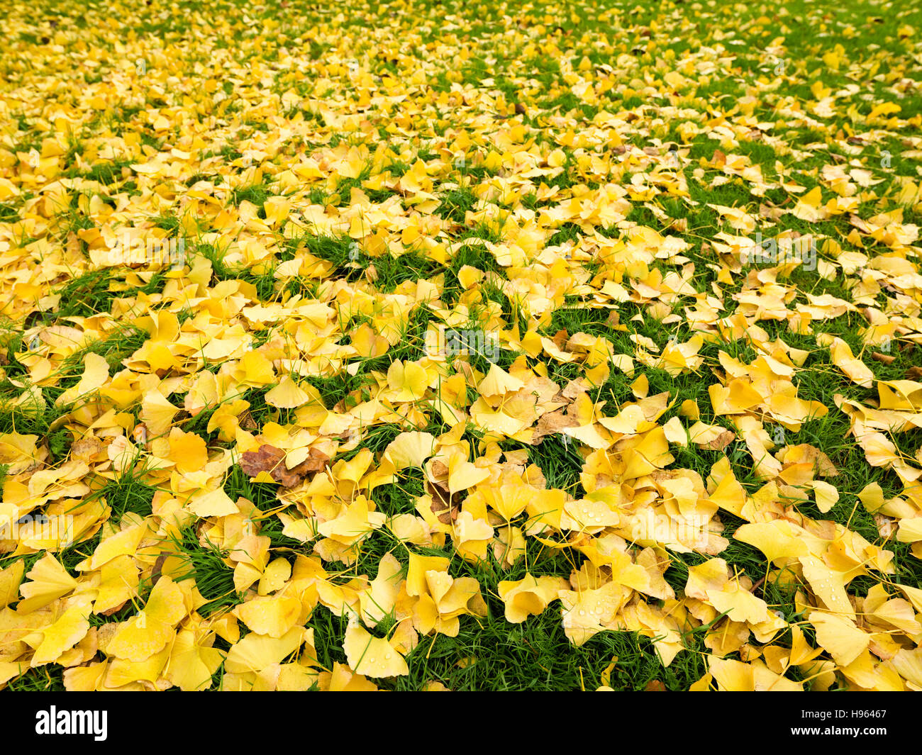 Autumn Ginkgo leaves Stock Photo - Alamy
