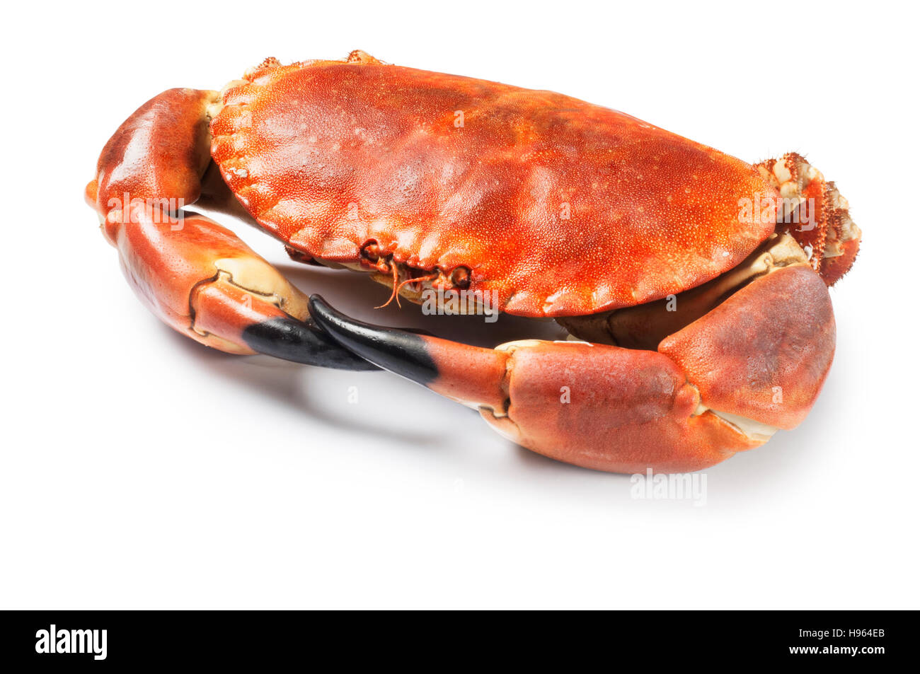 Crab - John Gollop Stock Photo - Alamy