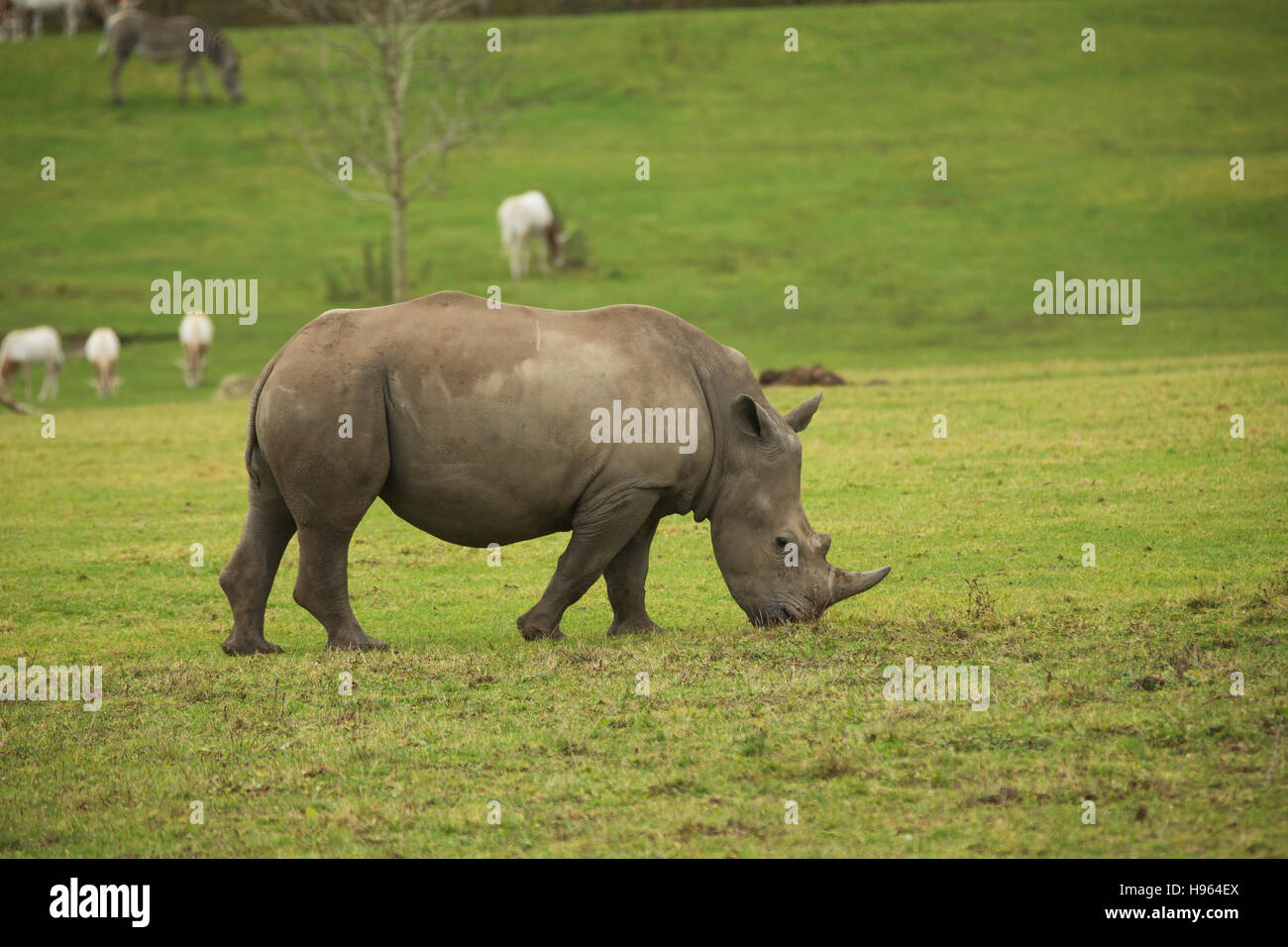 Rhino tail hi-res stock photography and images - Alamy