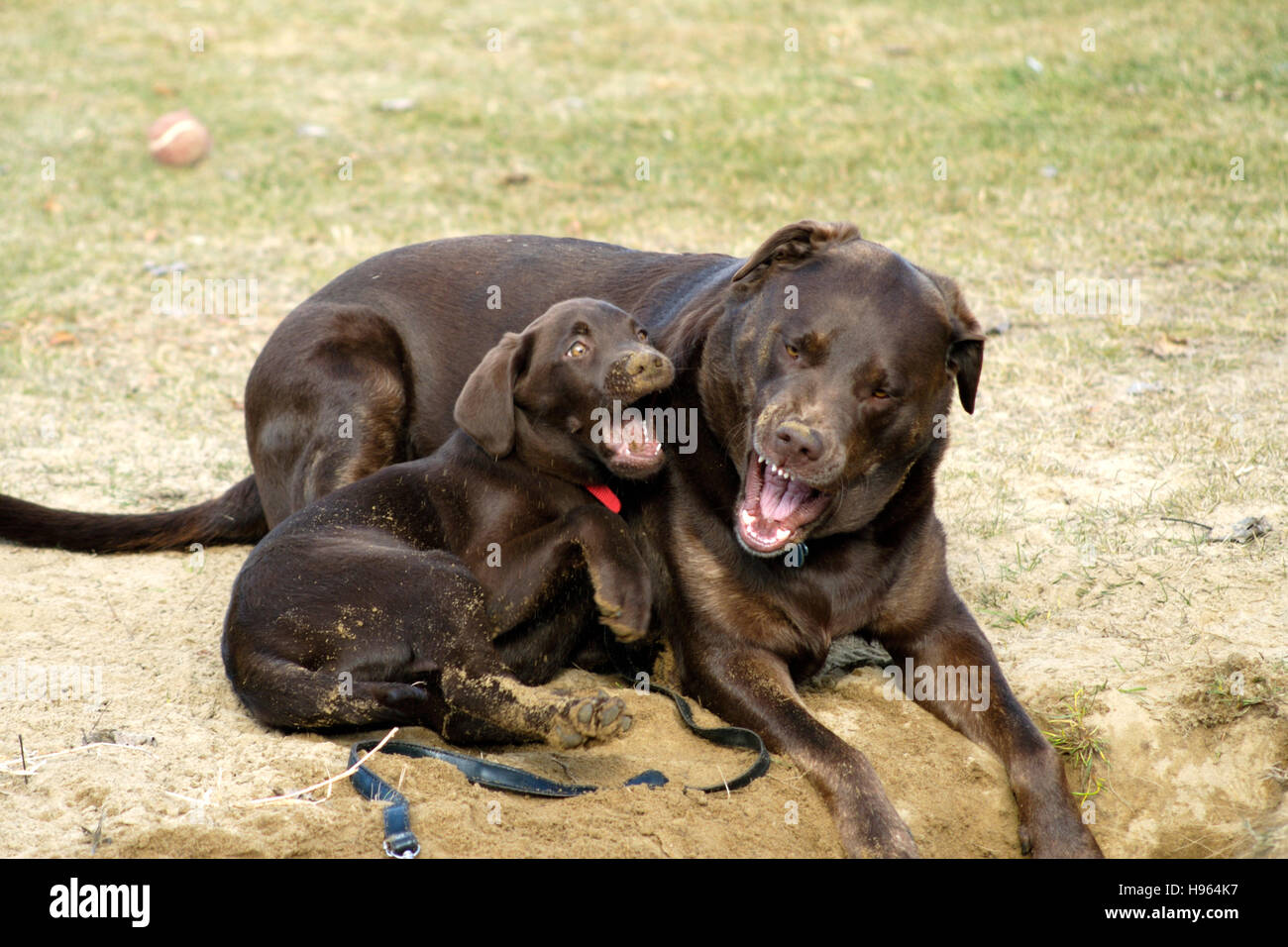 Chocolate Labrador Retriever playing Stock Photo - Alamy