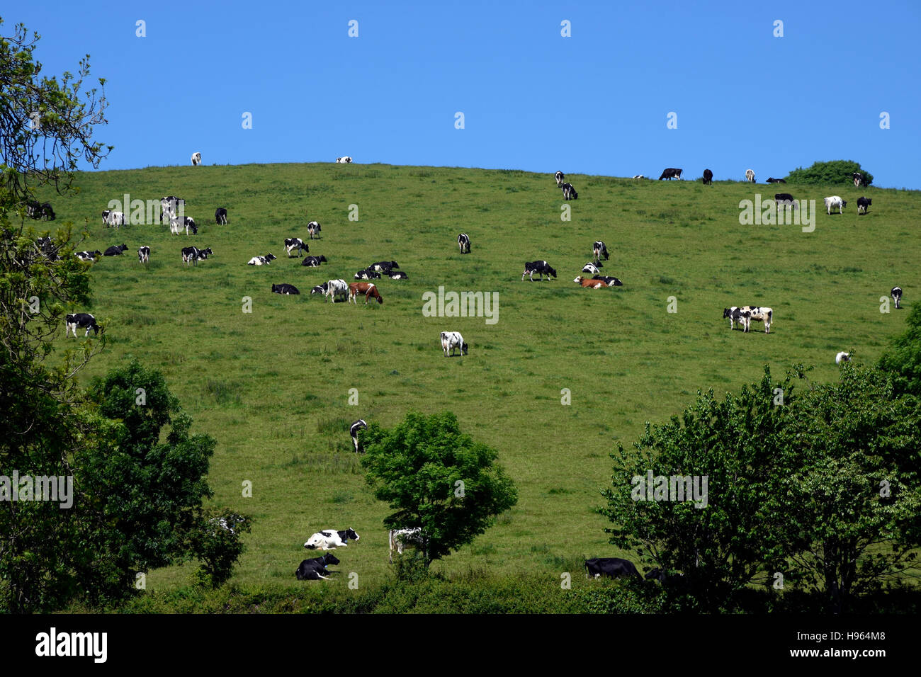 Full of cows hi-res stock photography and images - Alamy