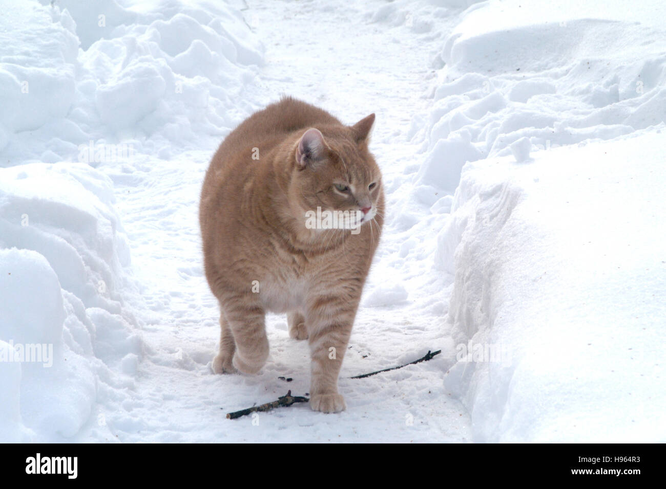 Large orange tabby walking in snow Stock Photo - Alamy