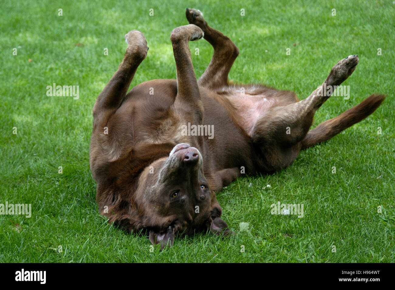 Chocolate Labrador Retriever on his back Stock Photo - Alamy