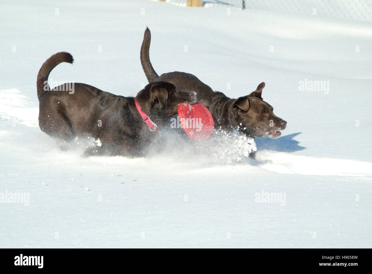 Chocolate Labrador Retriever running in snow Stock Photo - Alamy