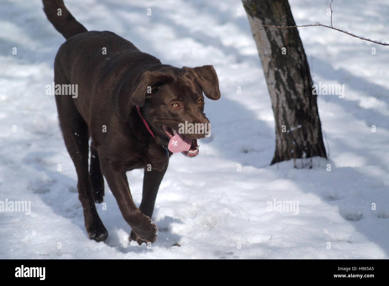 Chocolate Labrador Retriever running in snow Stock Photo - Alamy