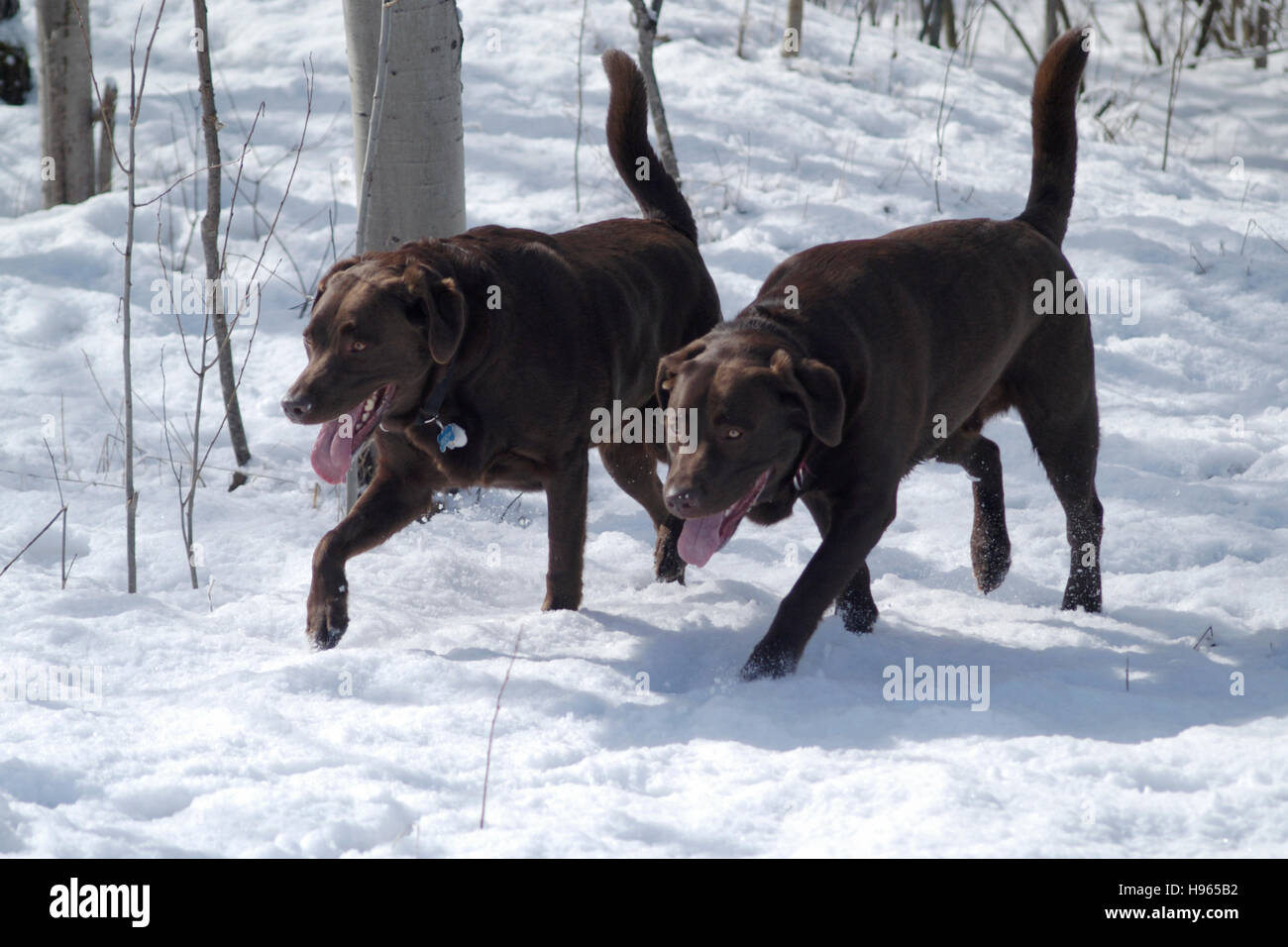 Two Chocolate Labrador Retriever in the snow Stock Photo - Alamy