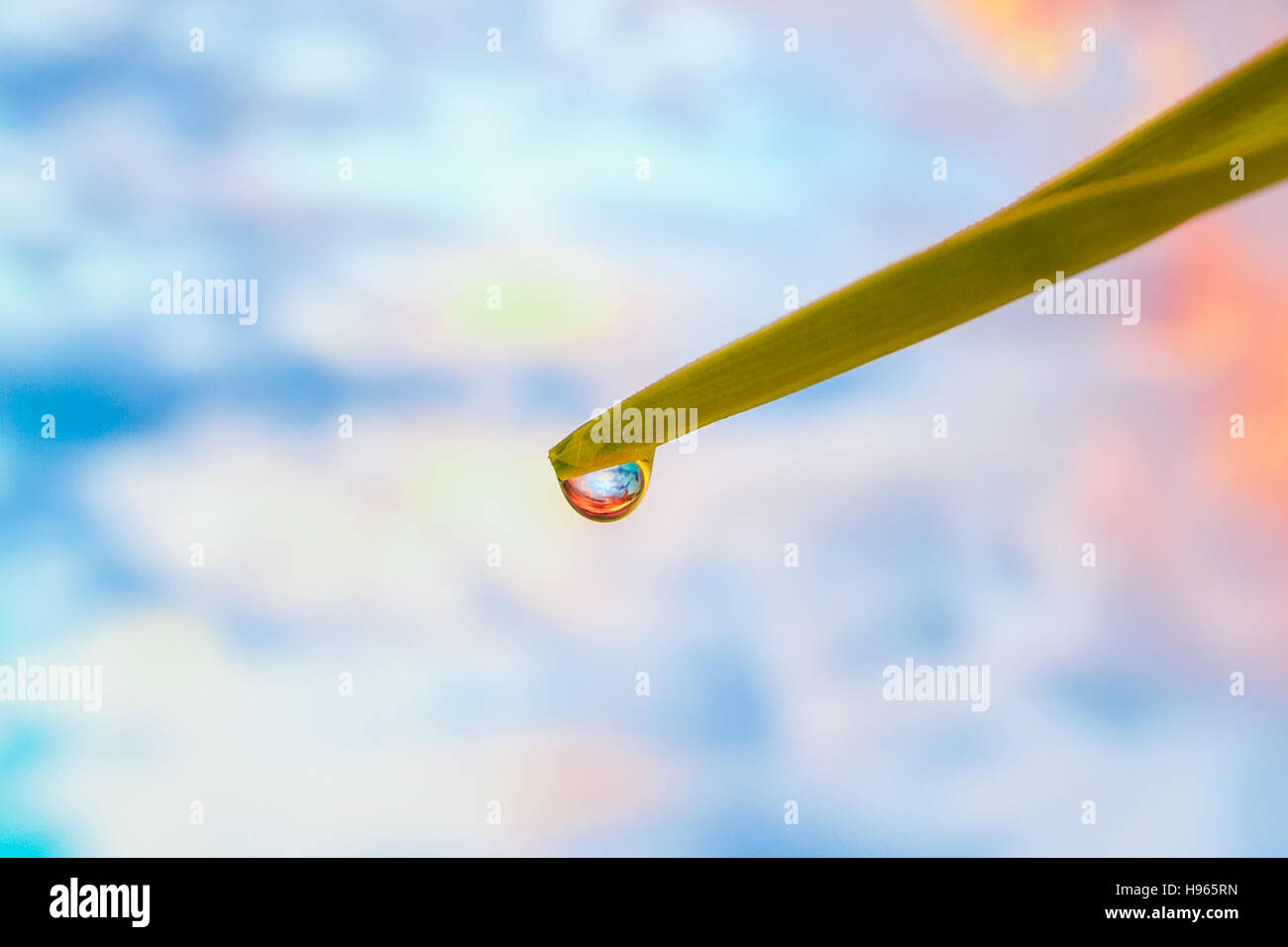 Water drop in nature hi-res stock photography and images - Alamy