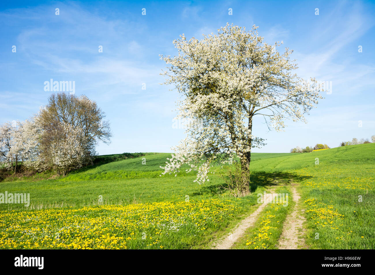 Landscape with a flowering tree at spring Stock Photo - Alamy