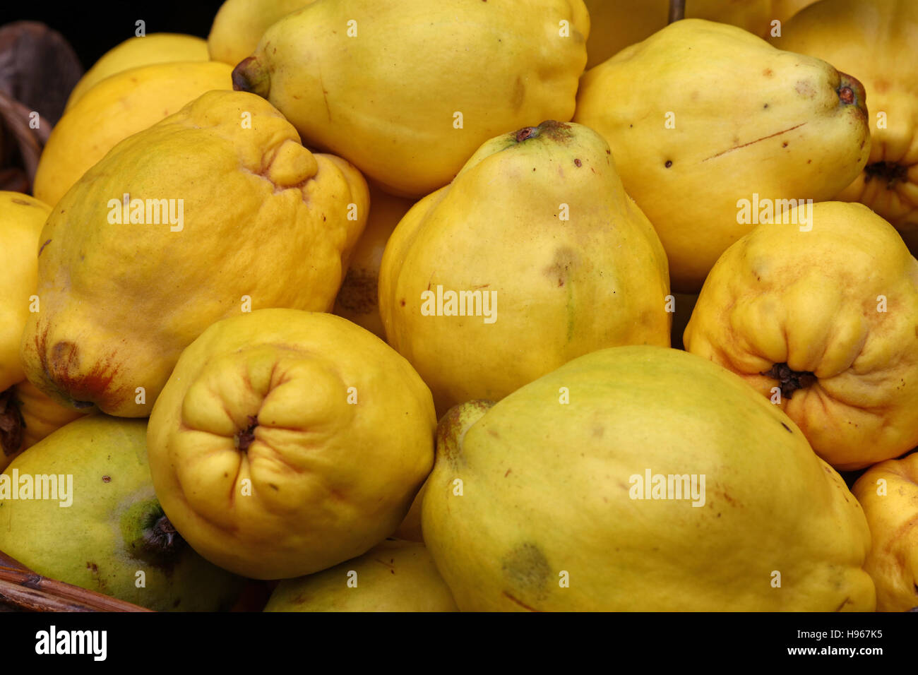 Fresh crop harvest of big yellow ripe autumn quince fruits close up ...