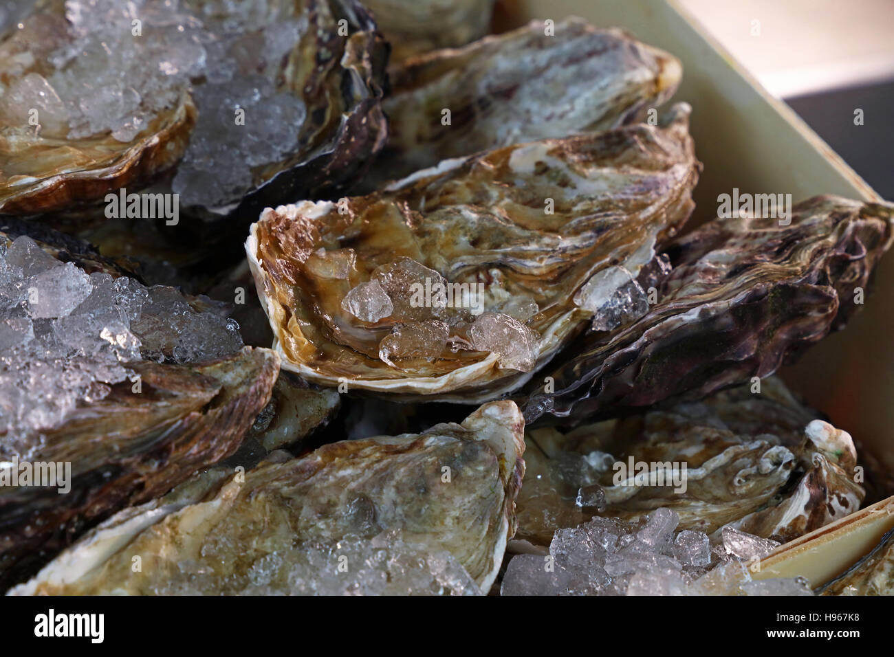Crushed oyster shells hi-res stock photography and images - Alamy