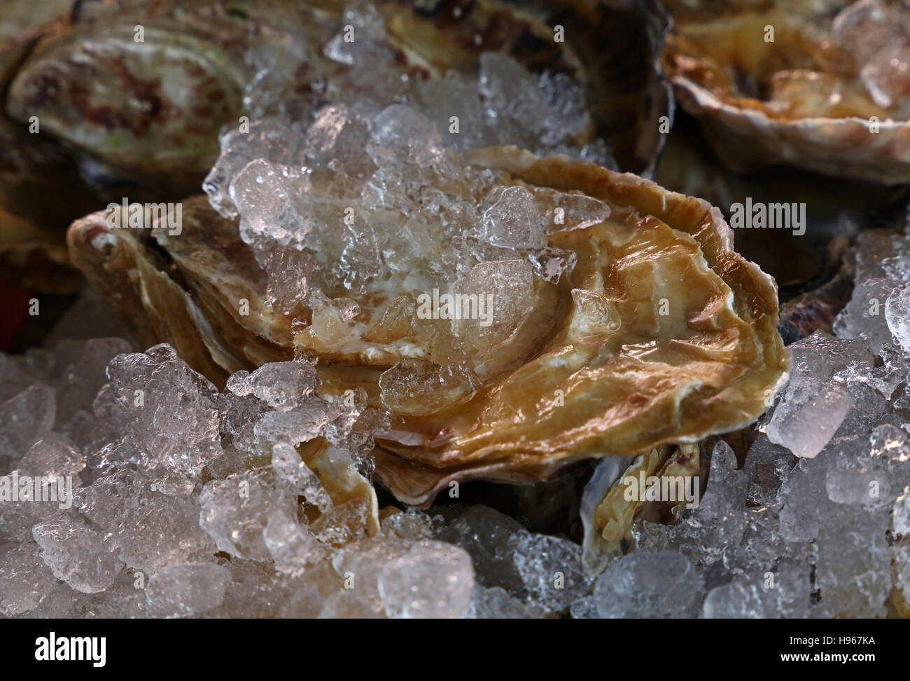 Crushed oyster shells hi-res stock photography and images - Alamy