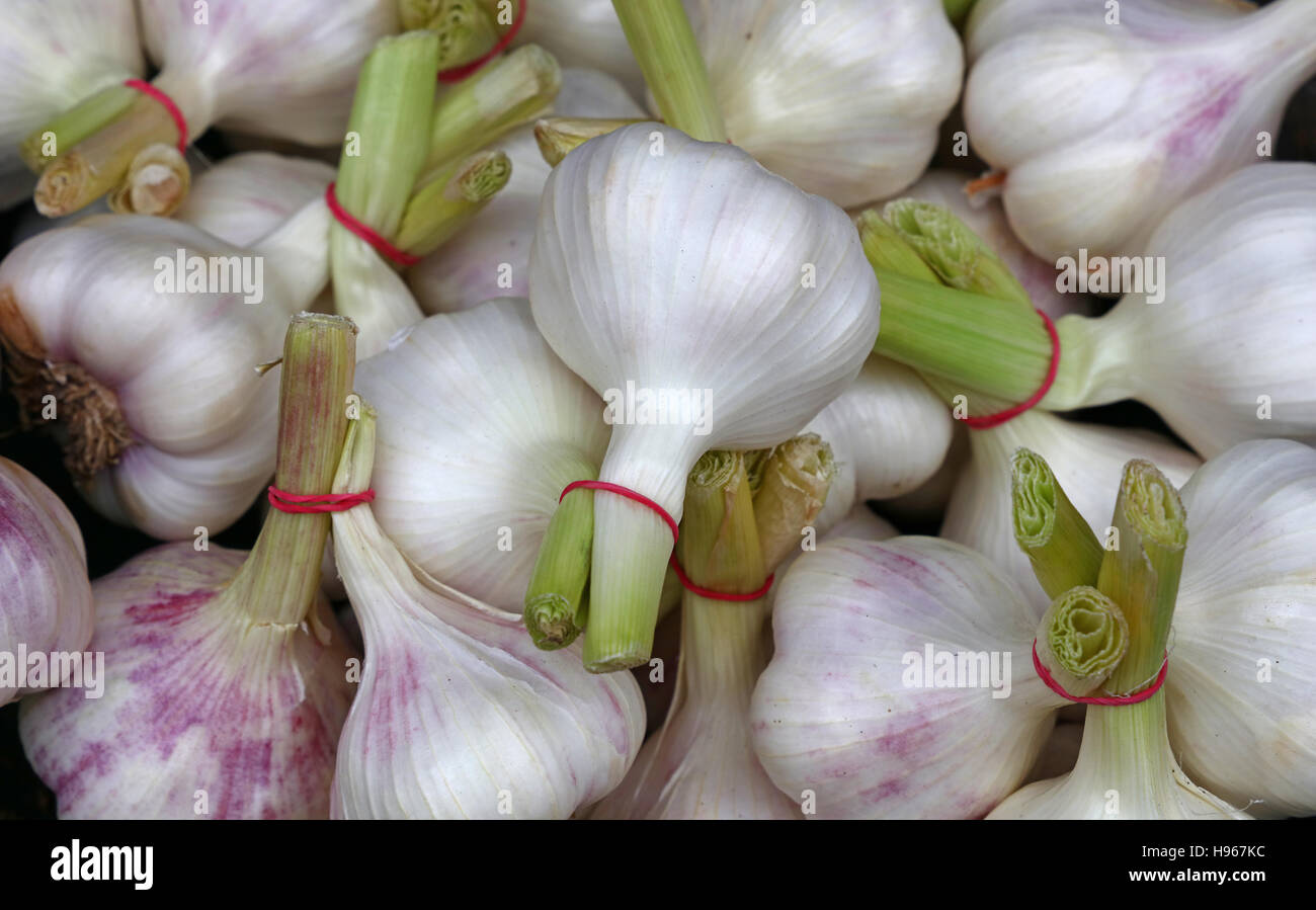 Bunch of fresh white and green garlic bulbs cloves sale on retail food ...
