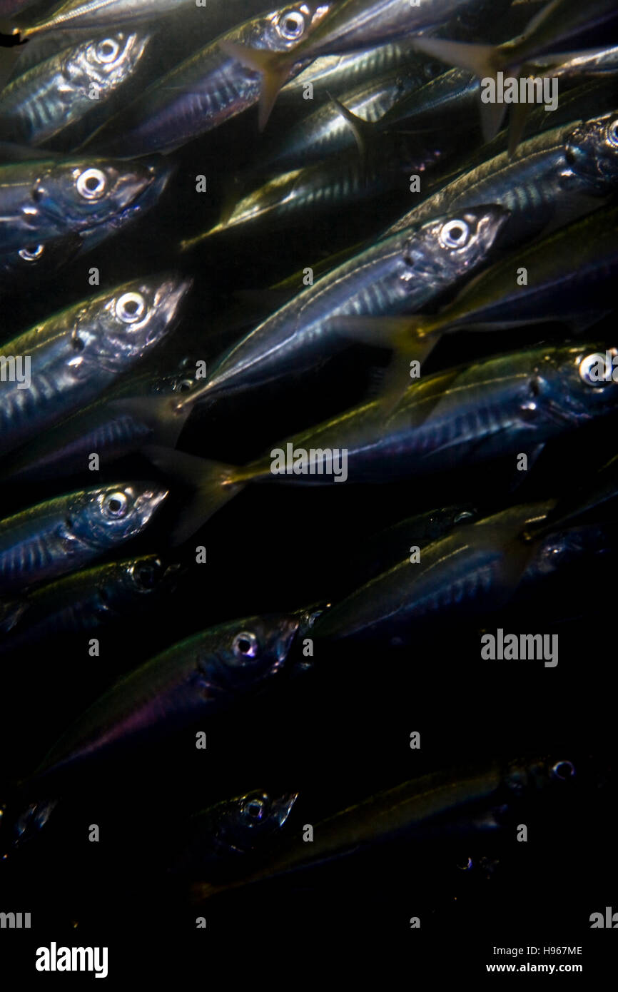 Handheld. School of Jack Mackerel or Trachurus symmetricus ...