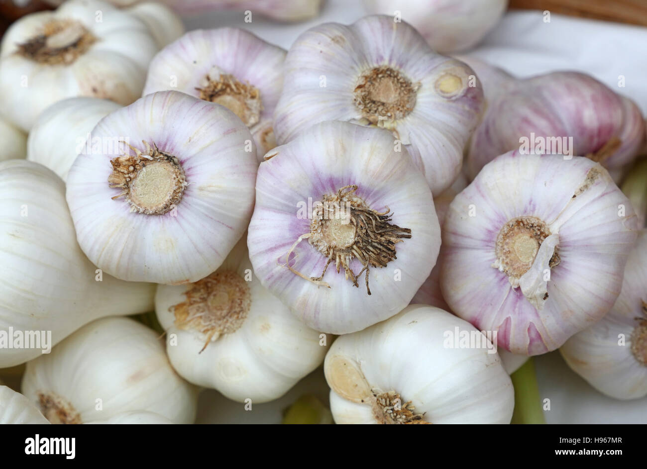 Bunch of fresh white garlic bulbs cloves sale on retail food market ...