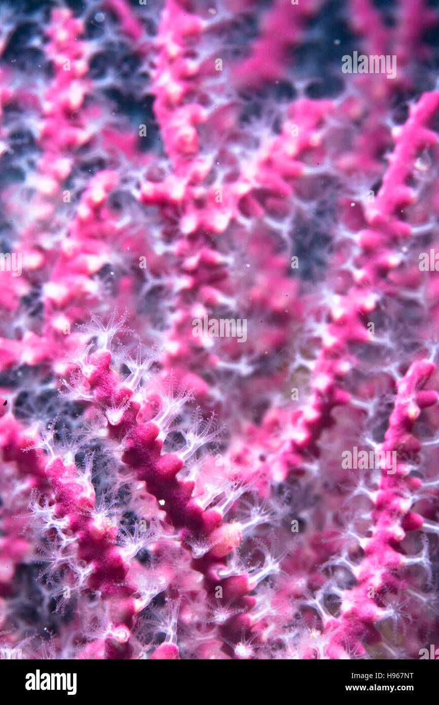 Handheld. Purple Gorgonian or Eugorgia rubens. Photographed underwater ...